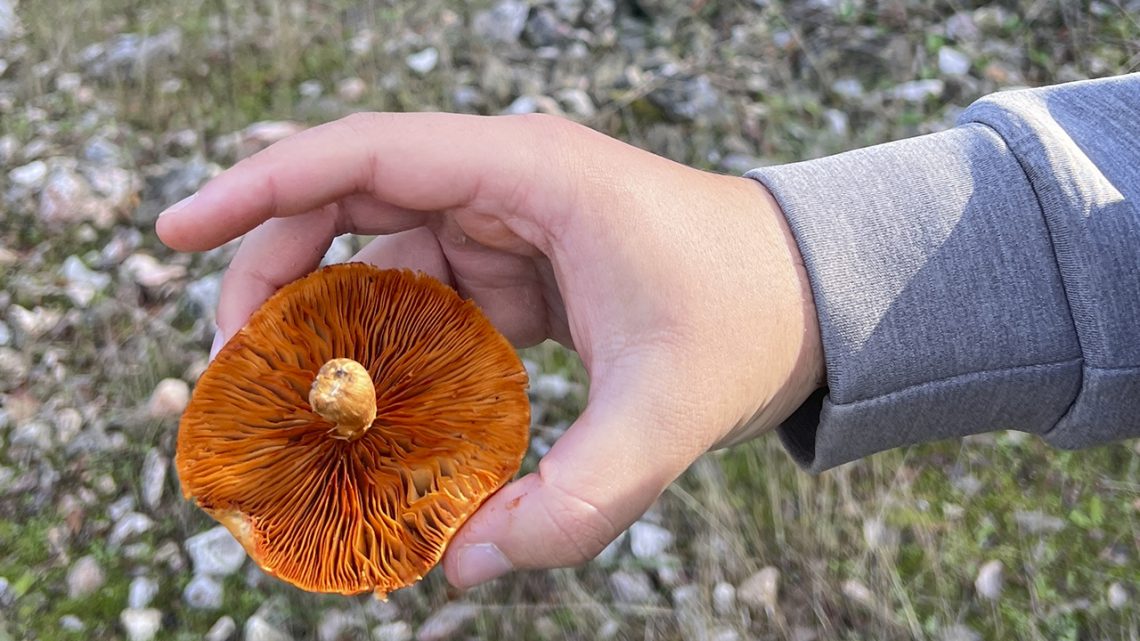 Ruta Micológica con la RUCAB - BLOG RUCAB